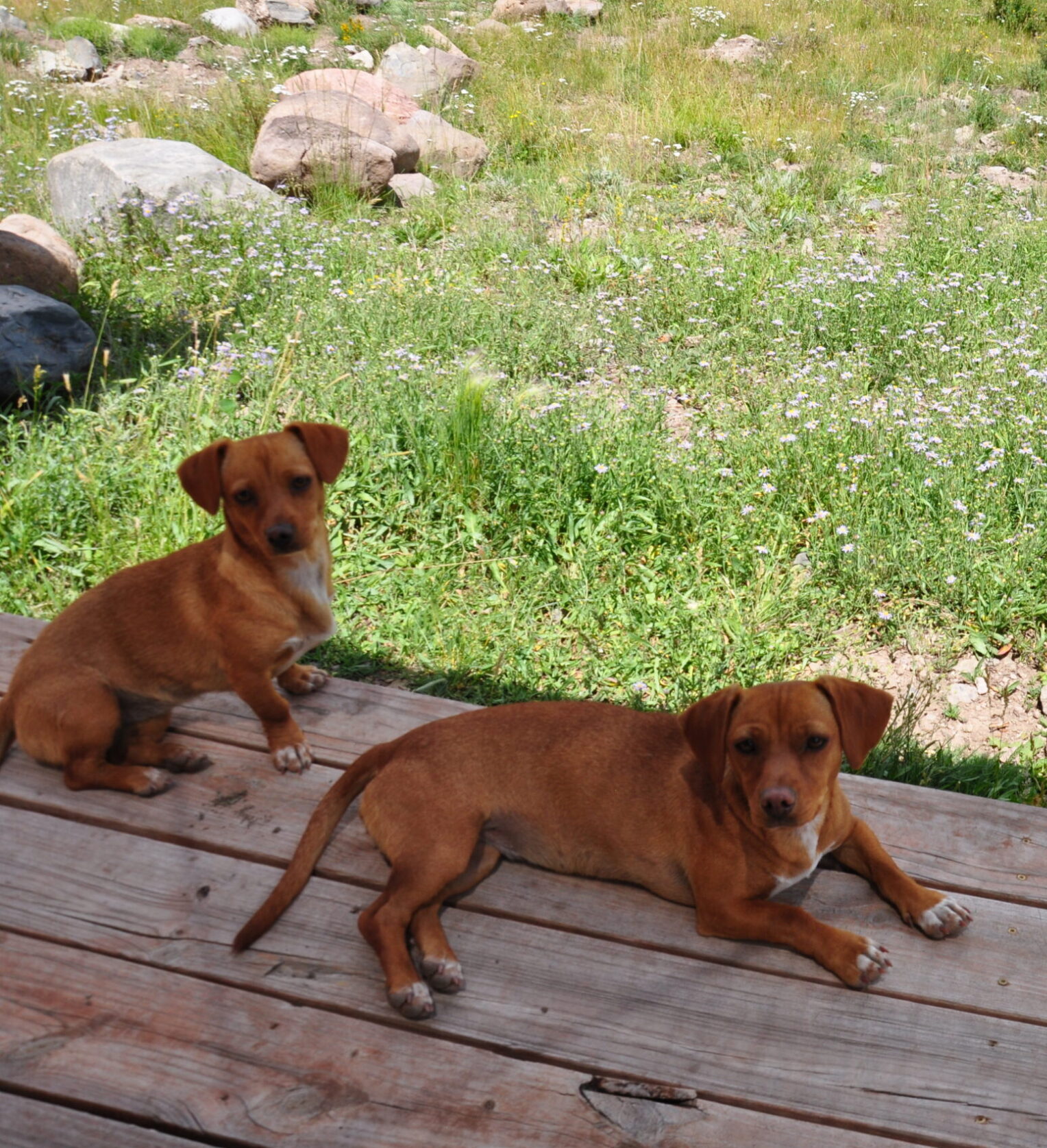 Rosie and Sarah Still Waiting for a Forever Home - New Mexico Dachshund ...